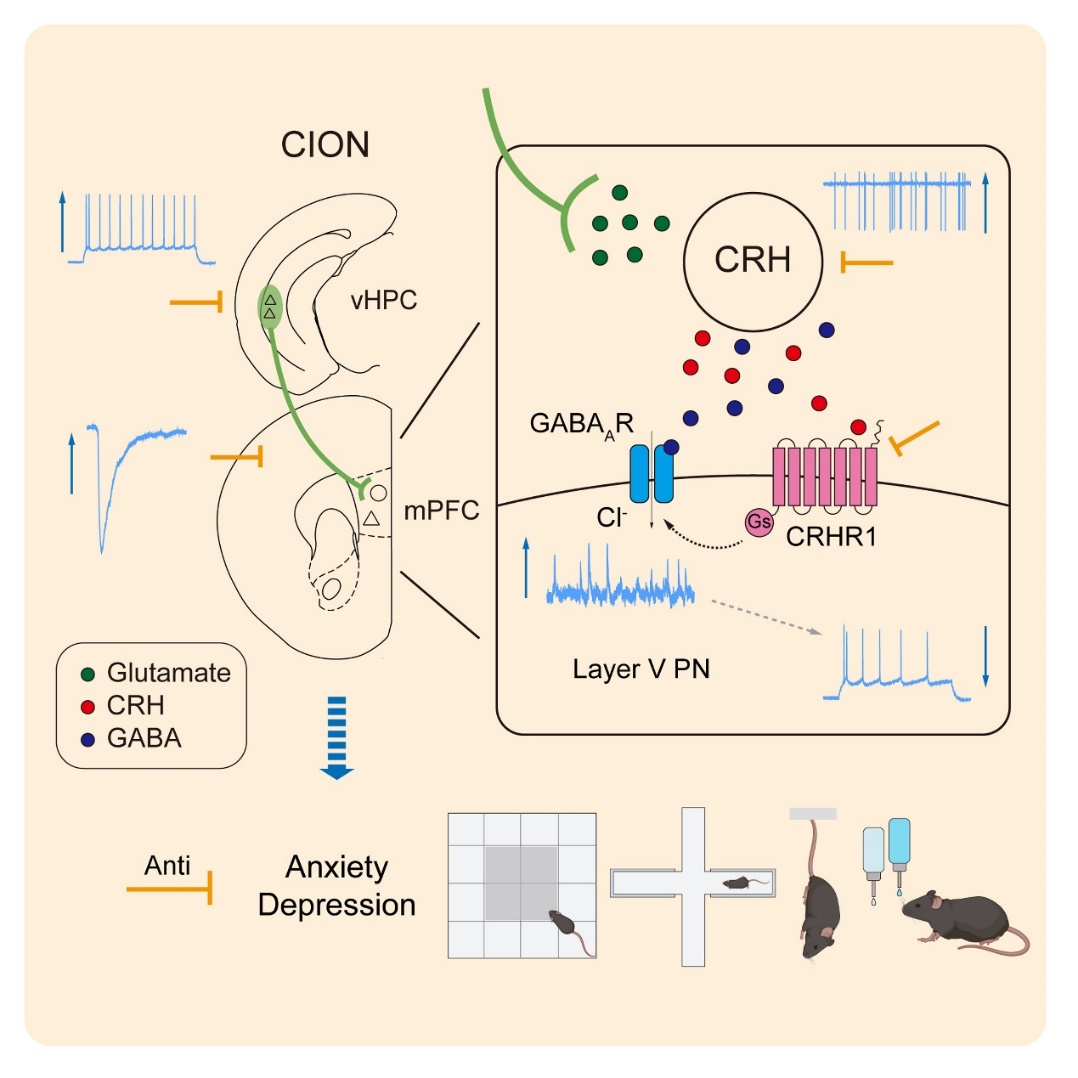 张玉秋团队揭示CRH调控痛相关抑郁的神经环路机制